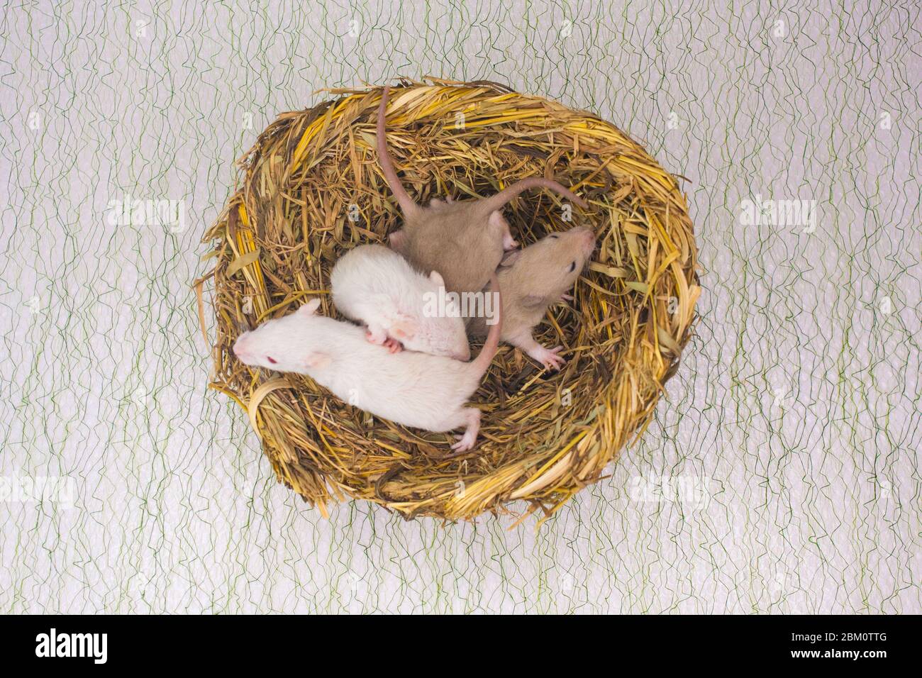 Rats family together. Little mice together with the whole family Stock ...