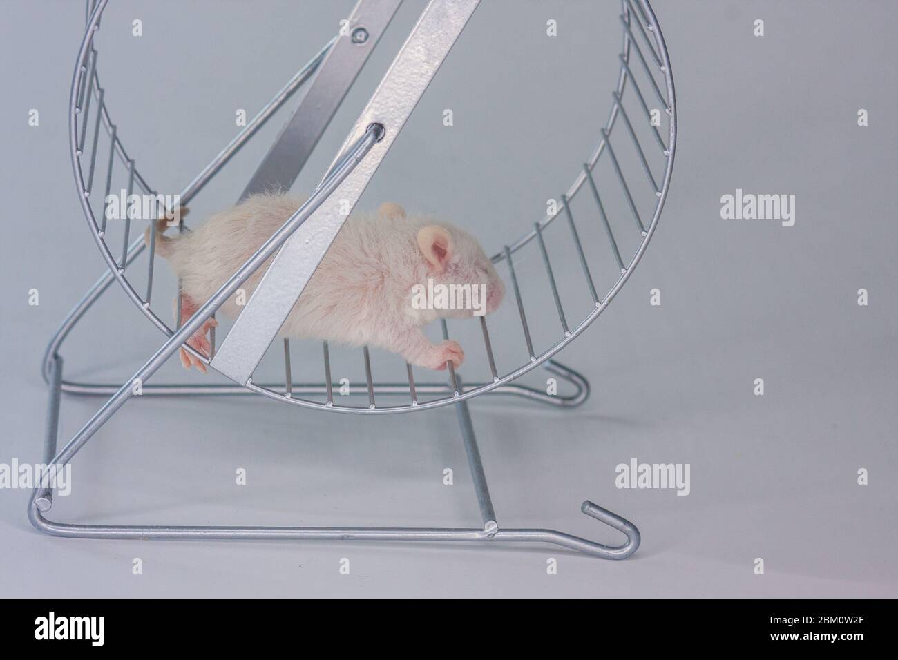 Laboratory rat wheel hi-res stock photography and images - Alamy