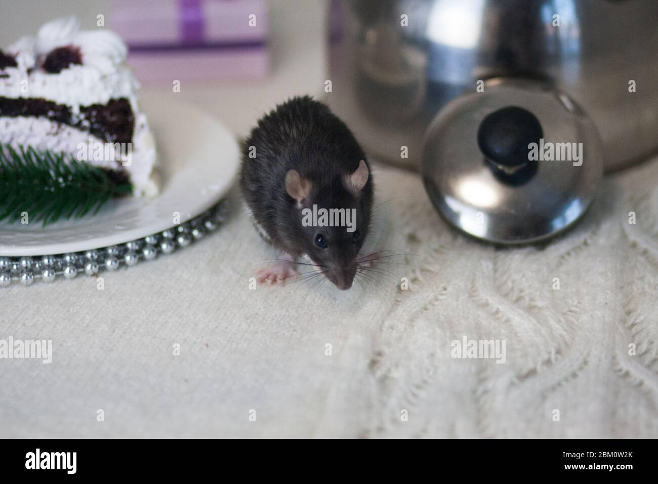 Black rat on the table. delicious cake Stock Photo - Alamy