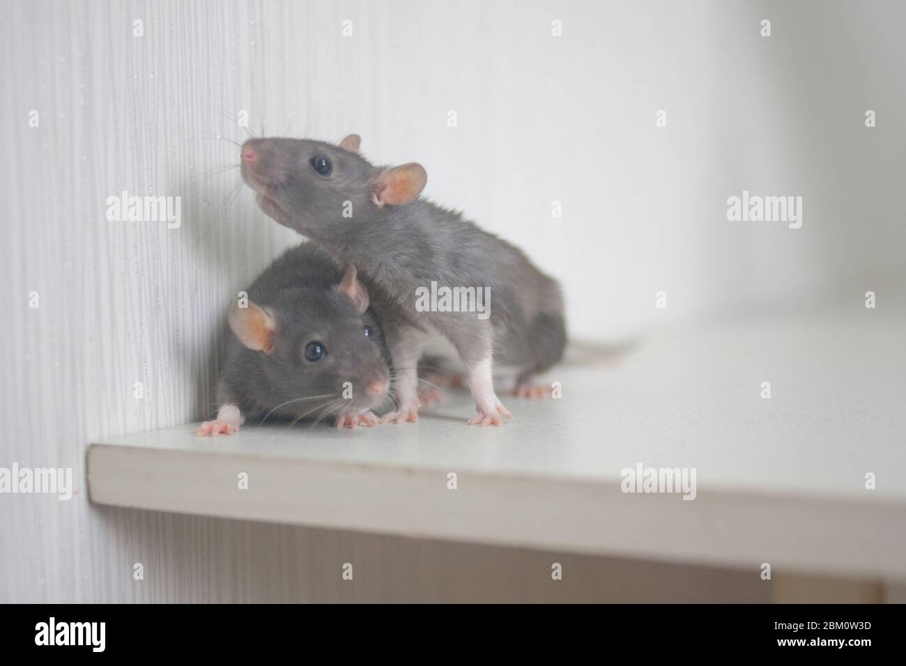 Rats family. two gray rats together Stock Photo - Alamy