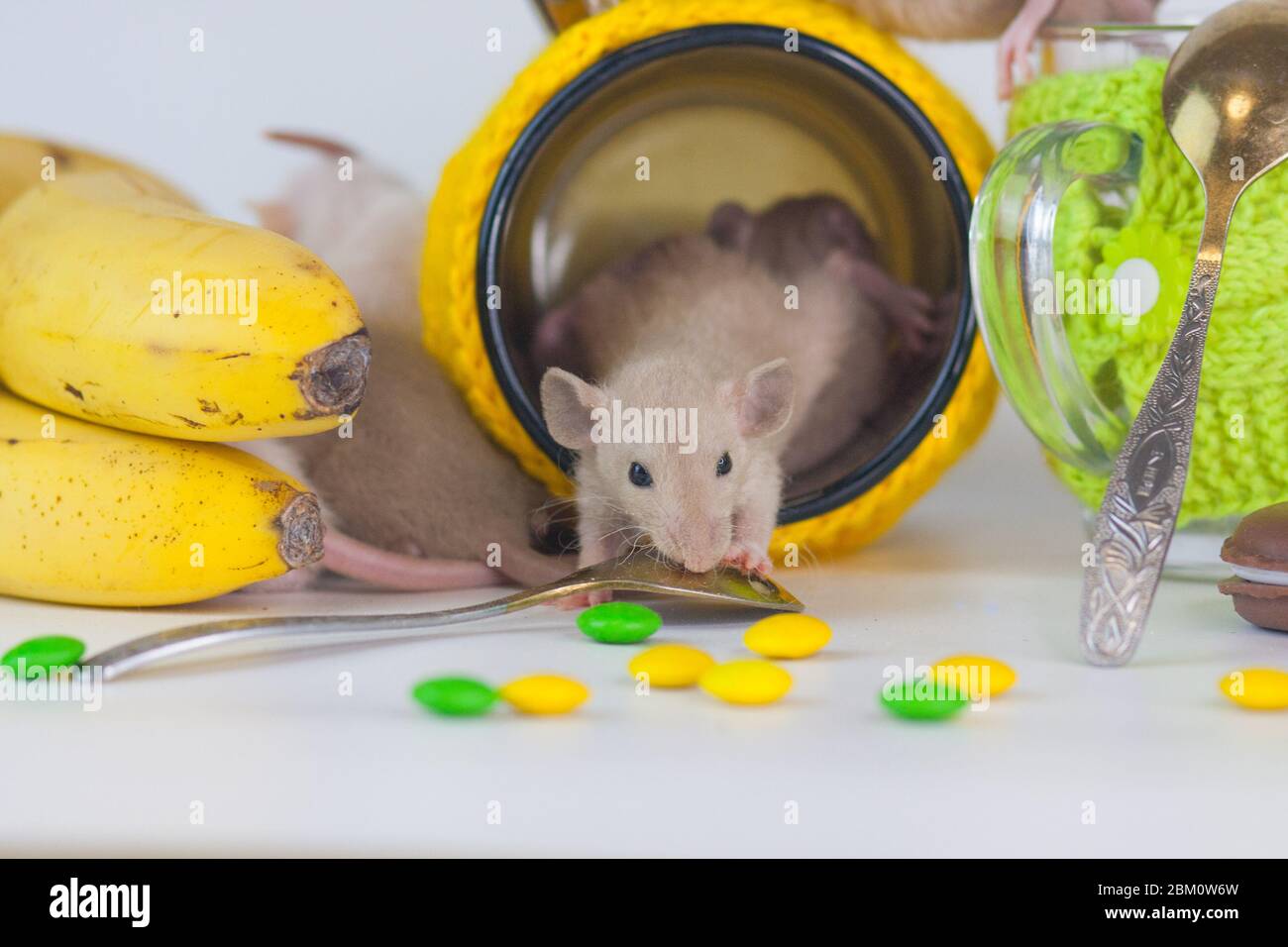 Nimble mouse hi-res stock photography and images - Alamy