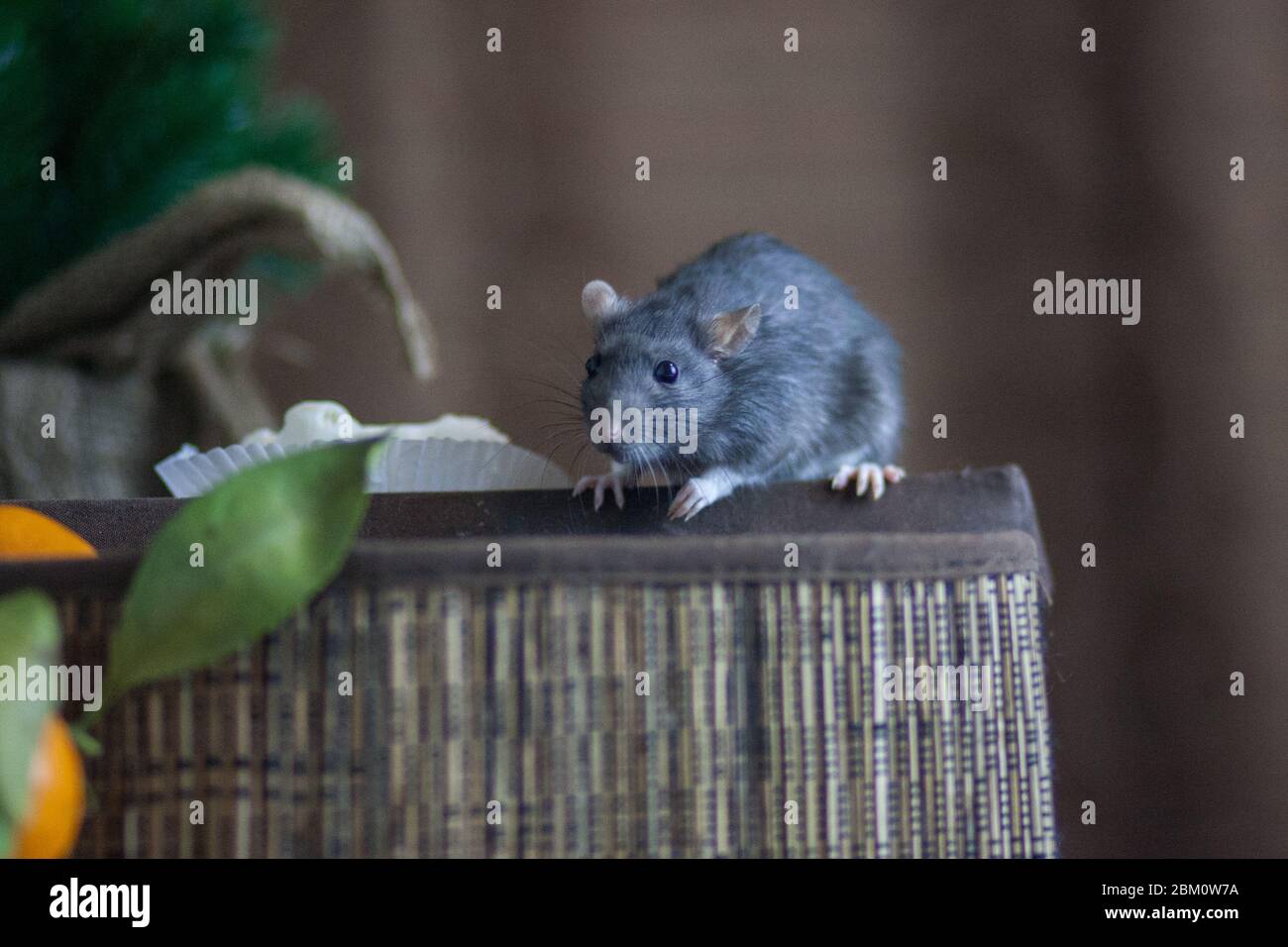 Rat in the box. Nimble and fast mouse in a box Stock Photo - Alamy