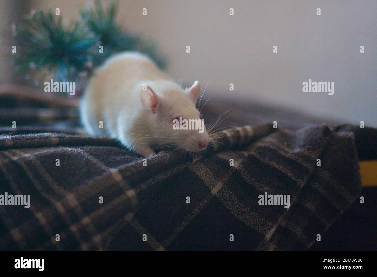 Checkered tail hi-res stock photography and images - Alamy