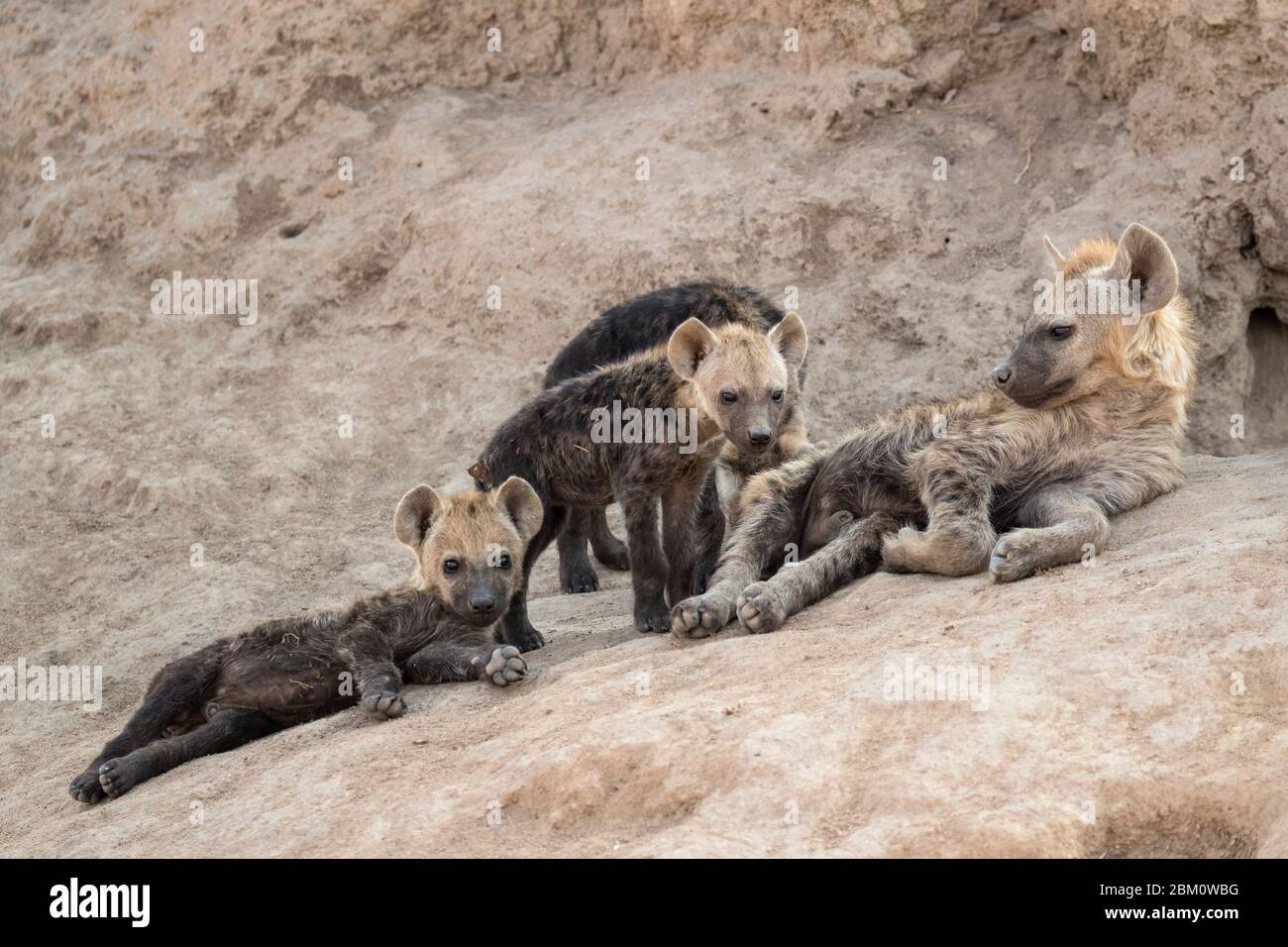 Spotted hyena (Crocuta crocuta) cubs, Elephant Plains, Sabi Sand, South ...