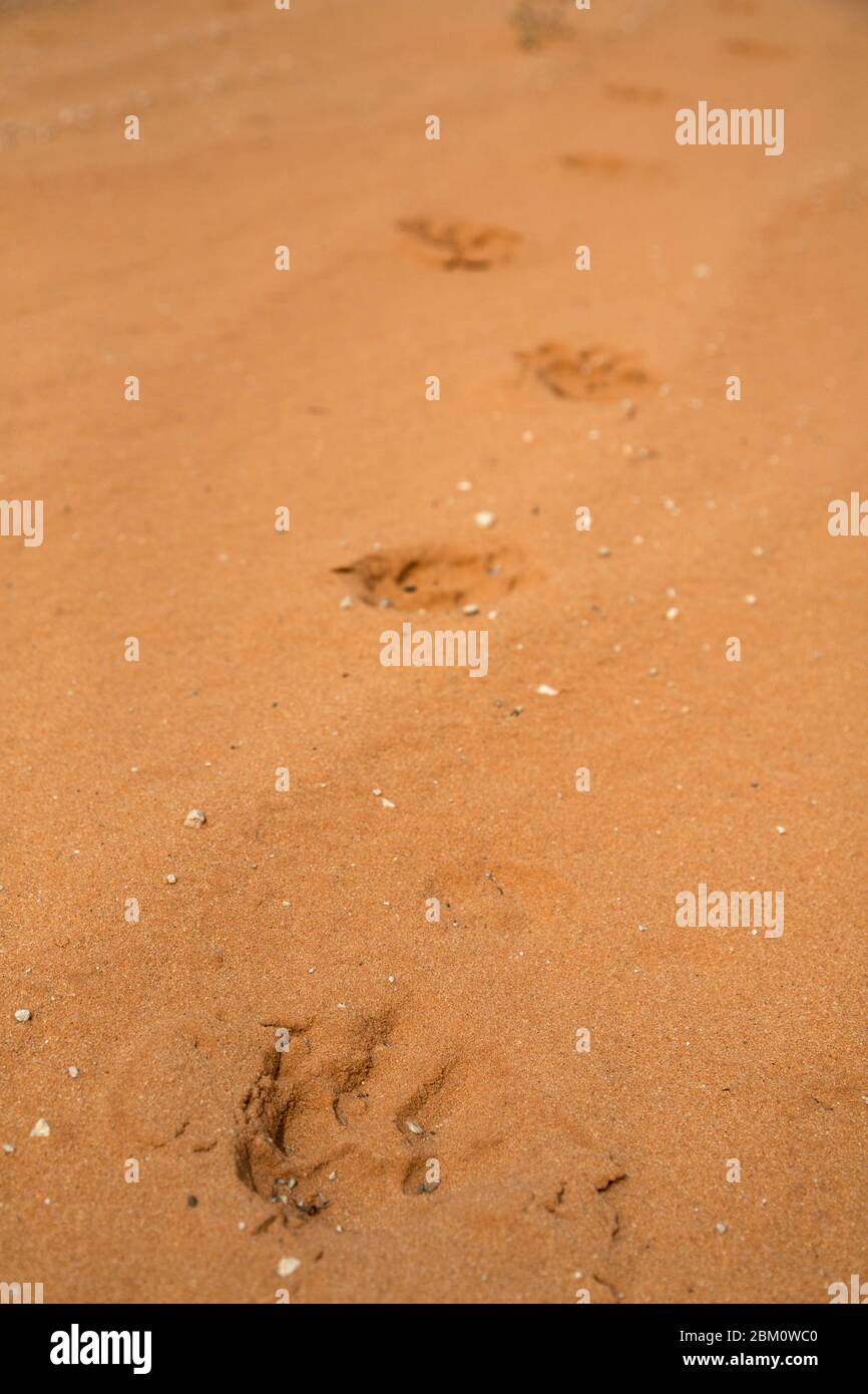 Spotted hyena (Crocuta crocuta) tracks in sand, Kgalagadi transfrontier ...