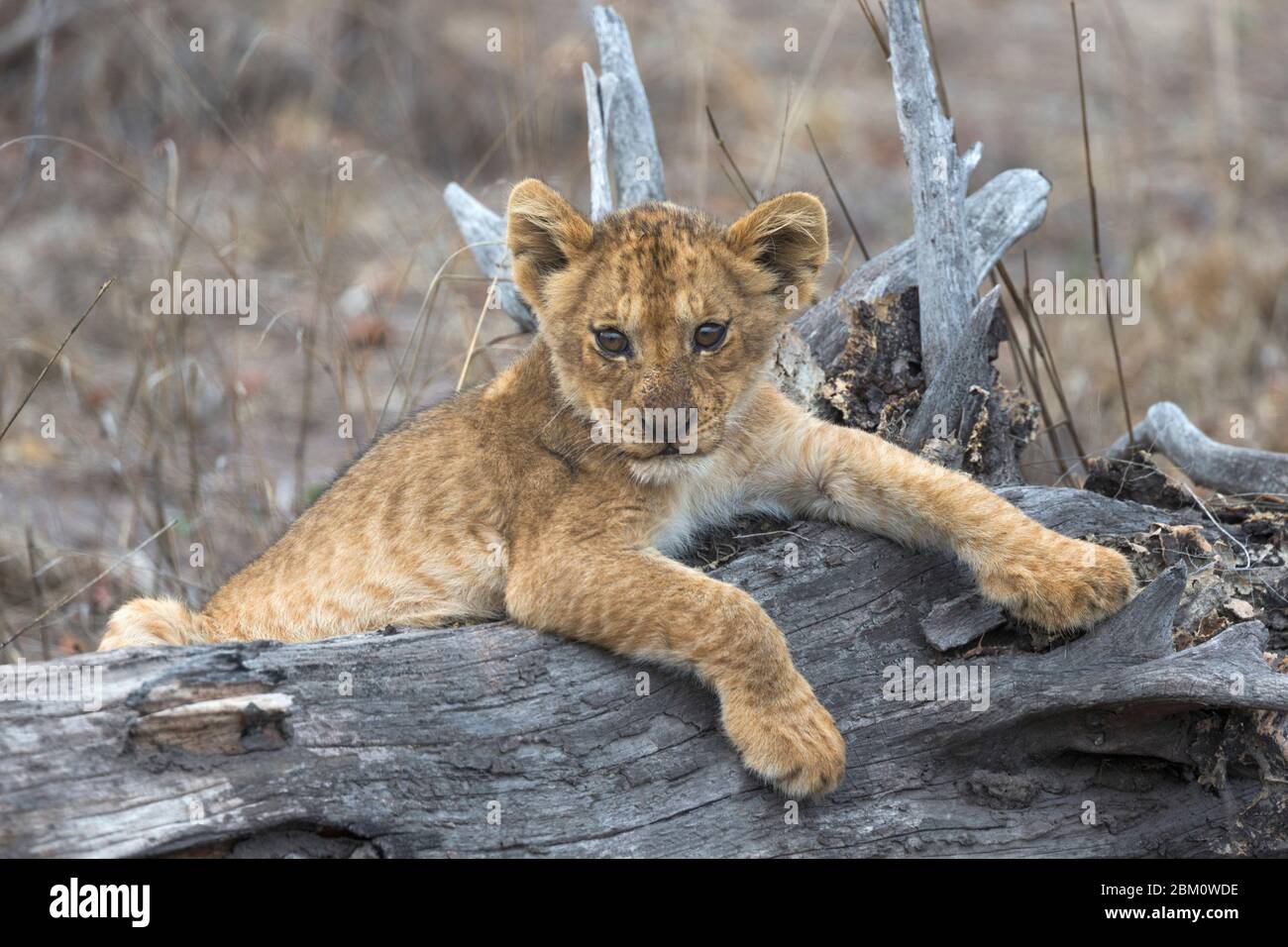 Lion and elephant hi-res stock photography and images - Alamy