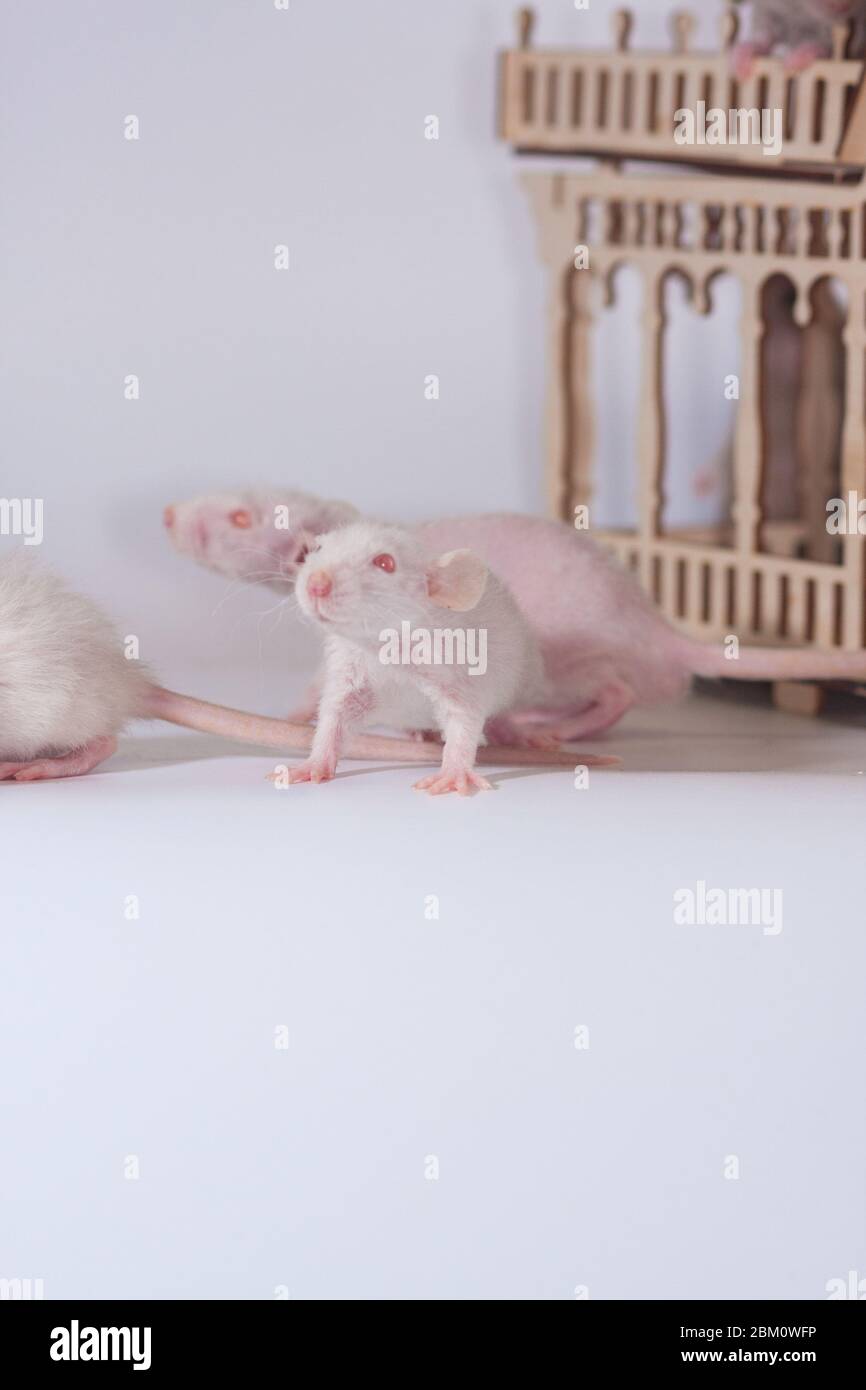 Cute rat on a light background. Little and cute mouse Stock Photo - Alamy