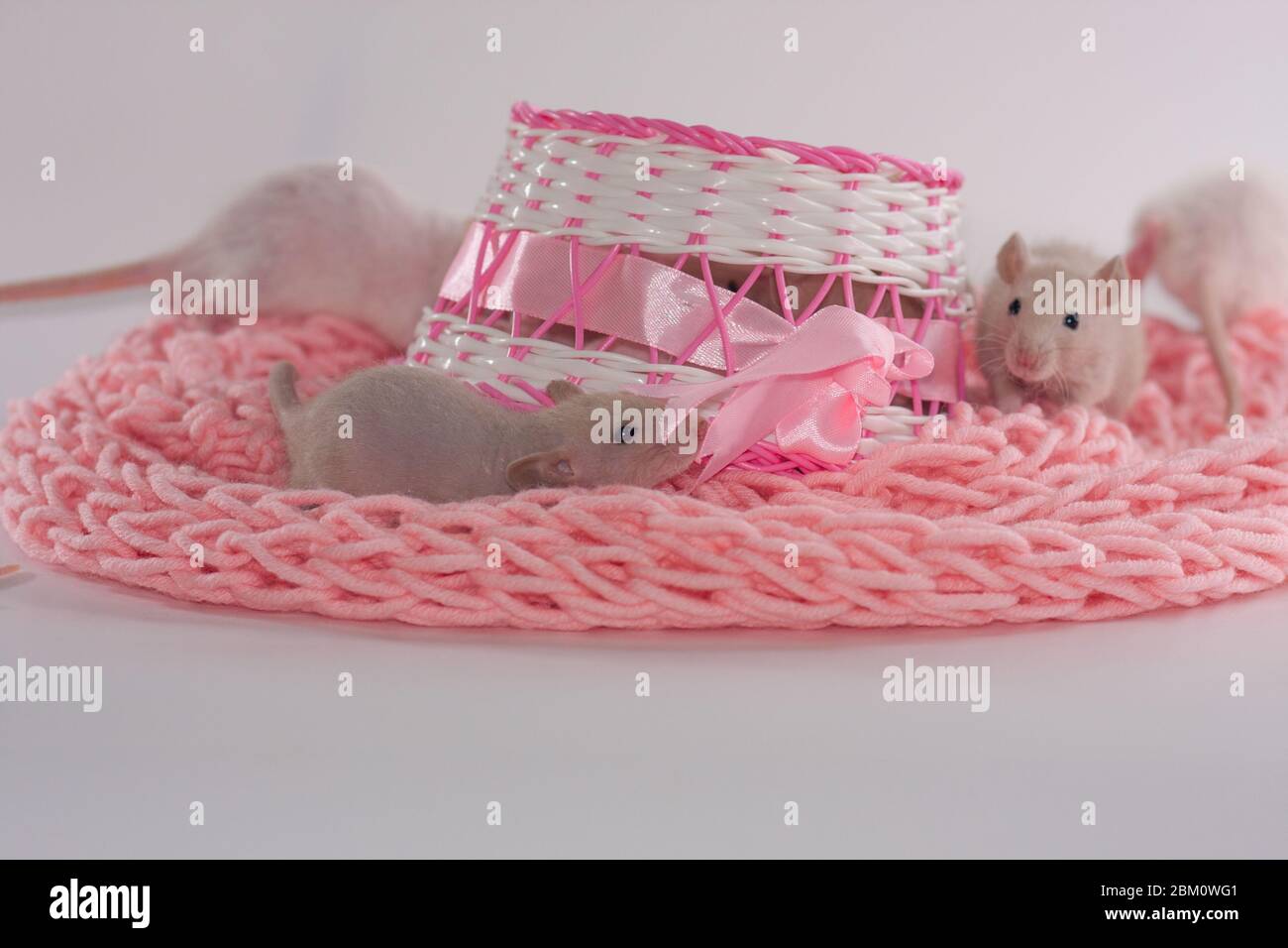 Cute rat on a light background. Little and cute mouse Stock Photo - Alamy