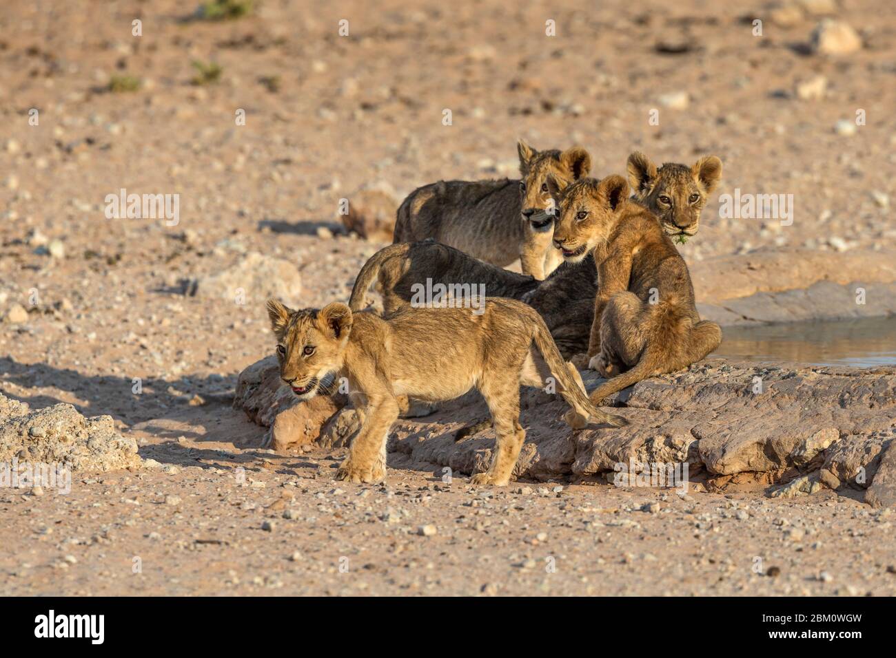 African lion cubs panthera leo hi-res stock photography and images - Alamy
