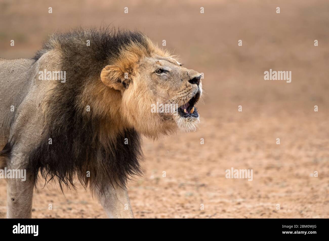 Male lion roaring hi-res stock photography and images - Alamy