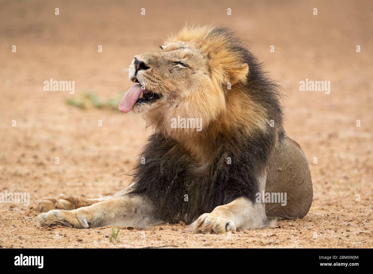 Lion grooming hi-res stock photography and images - Alamy