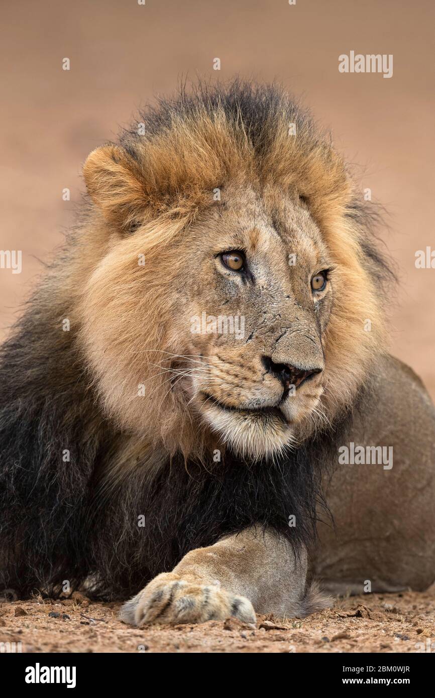 Lion (Panthera leo), Kgalagadi transfrontier park, South Africa Stock ...