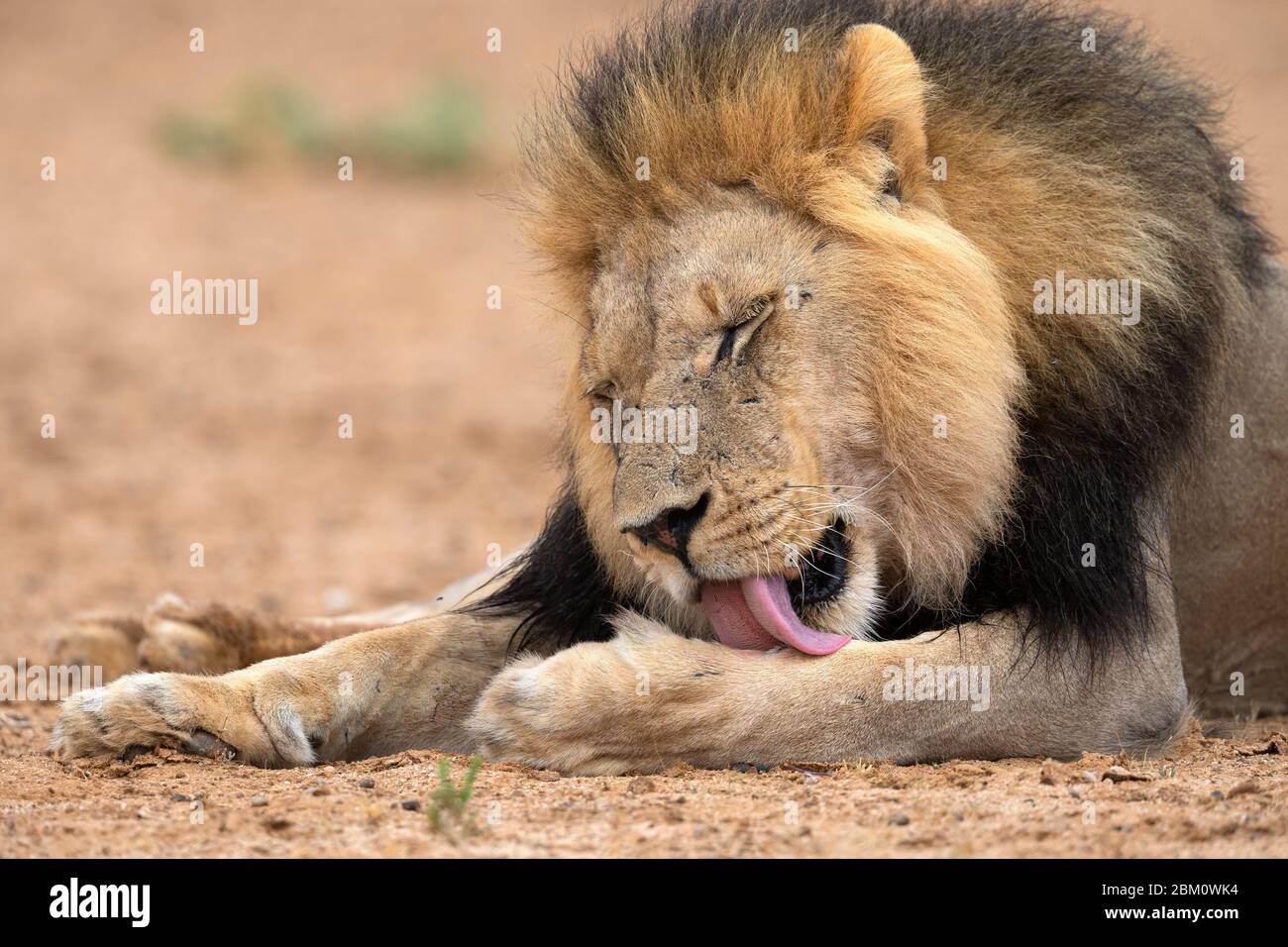 Lion grooming hi-res stock photography and images - Alamy