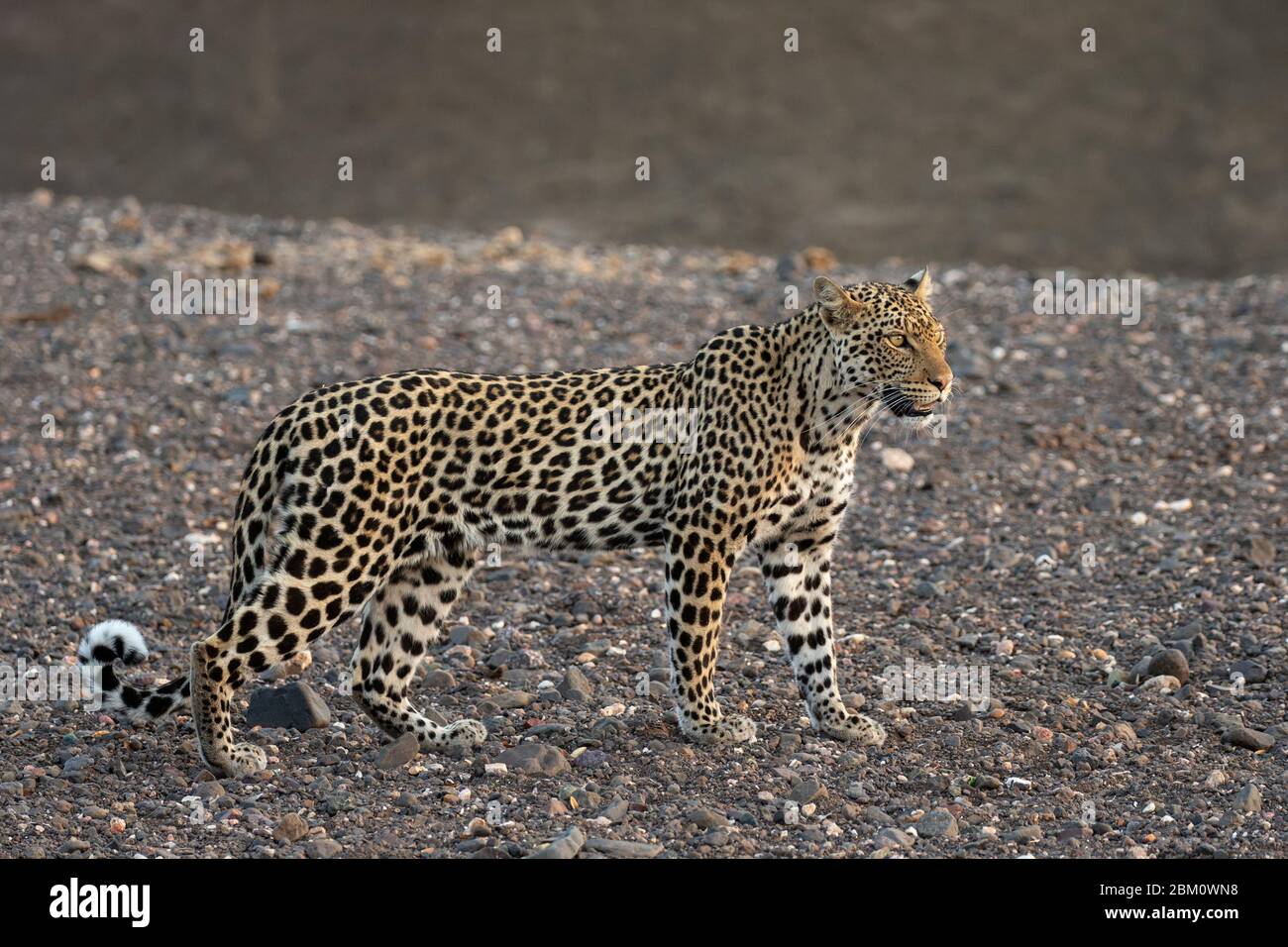 Leopard (Panthera pardus) female, Mashatu game reserve, Botswana Stock ...
