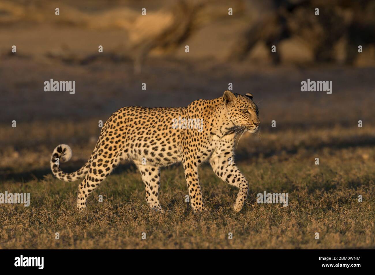 Leopard (Panthera pardus) female, Kgalagadi transfrontier park, South ...