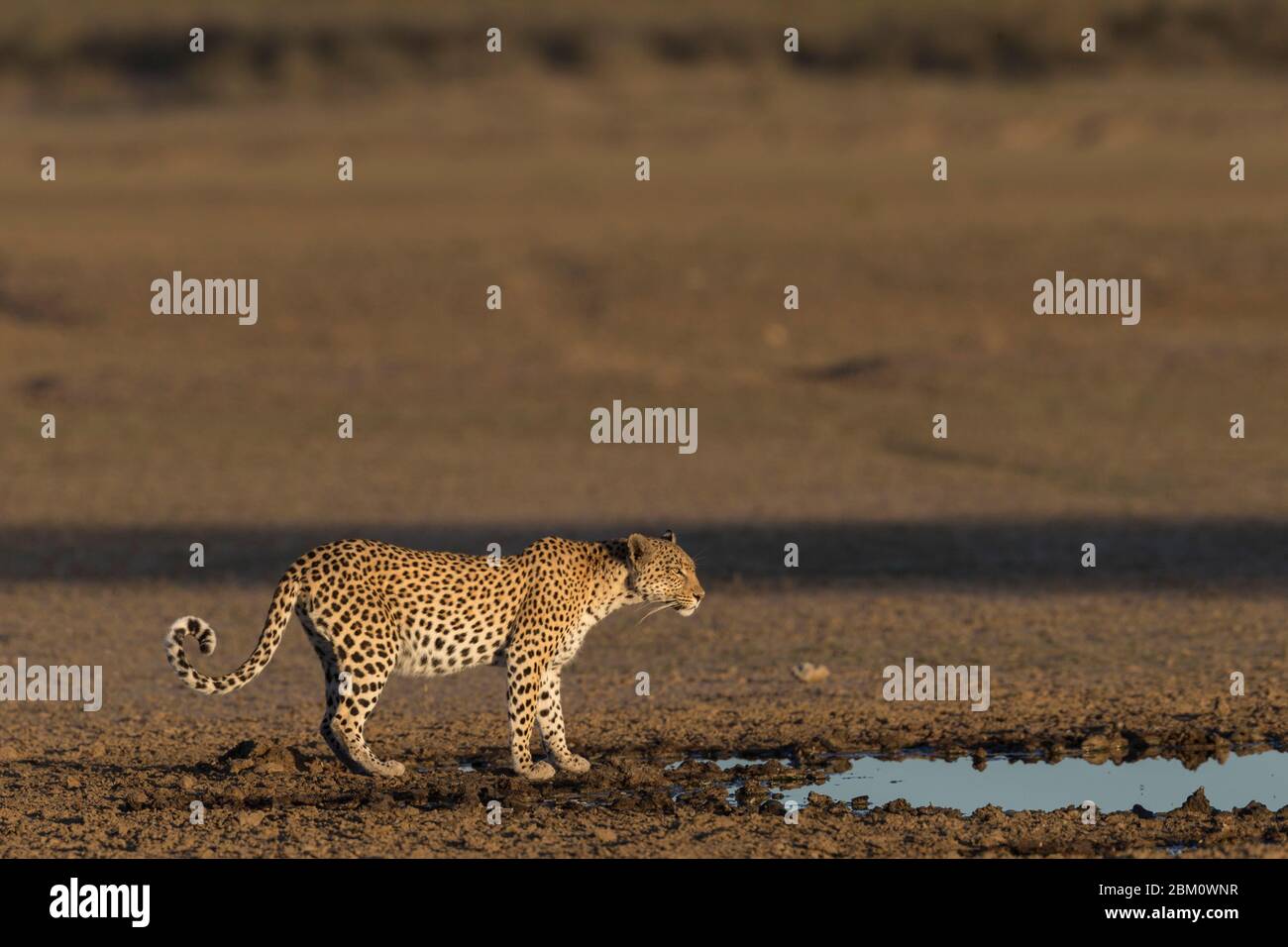 Leopard (Panthera pardus) female, Kgalagadi transfrontier park, South ...