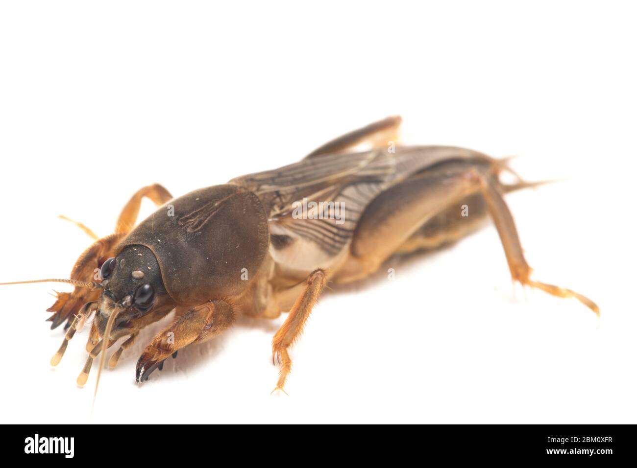 Mole cricket isolated on white background (Gryllotalpidae Stock Photo ...