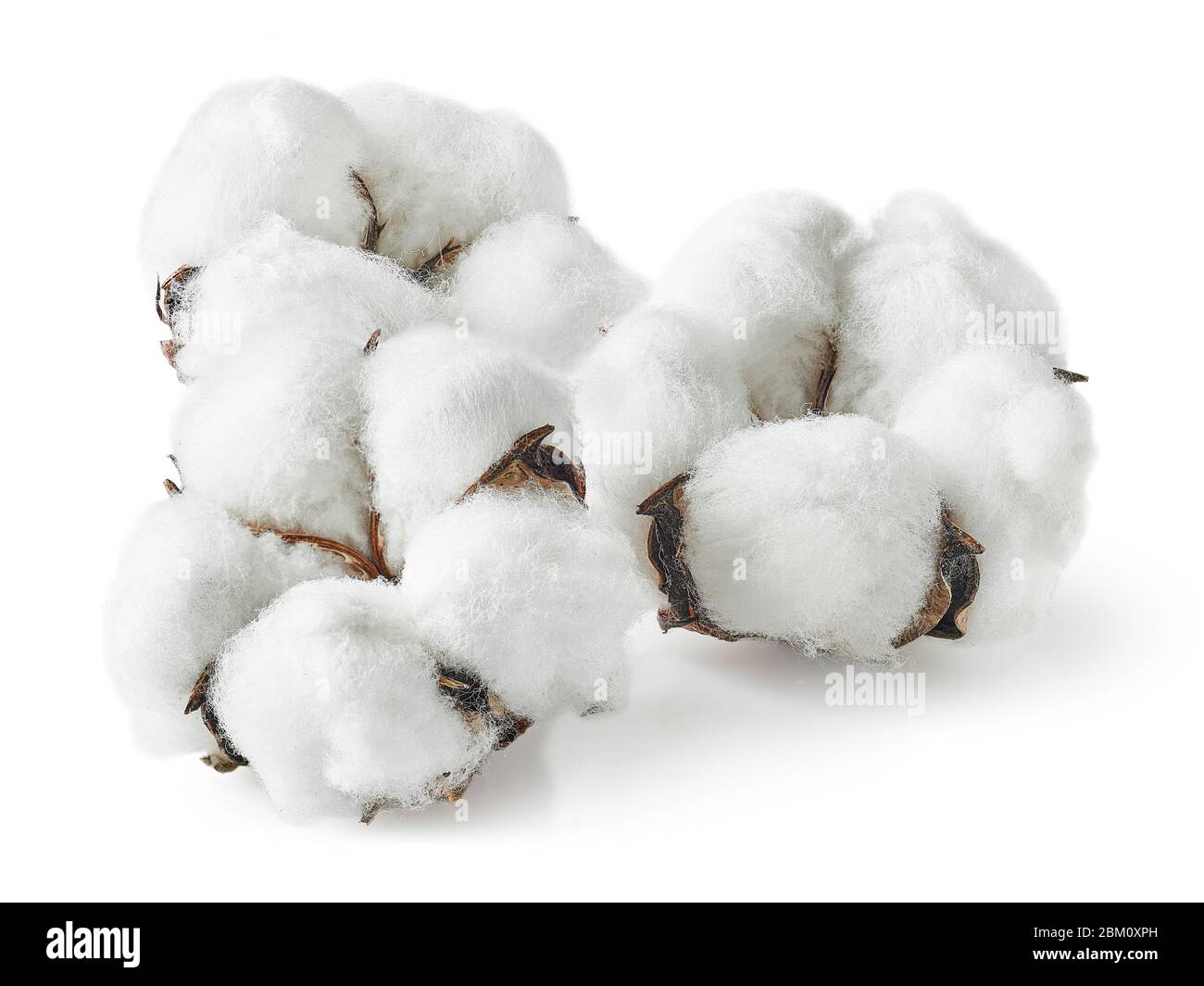 Cotton plant branch flowers Cut Out Stock Images & Pictures - Alamy