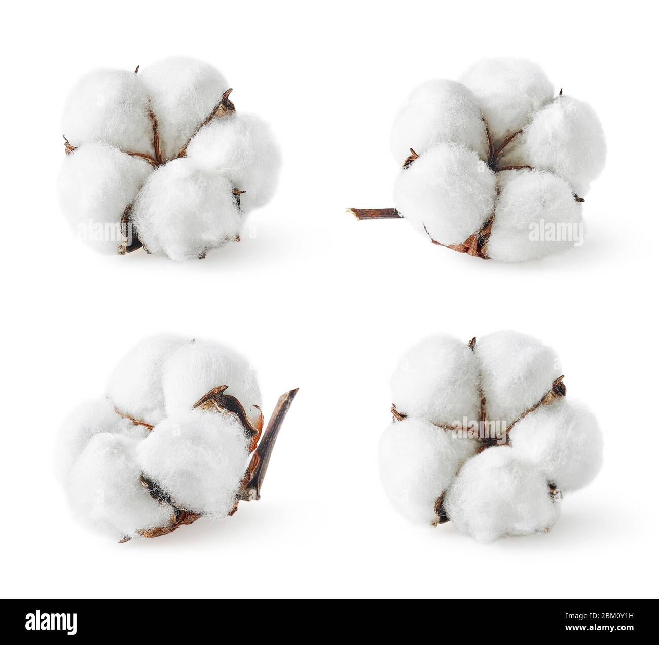 Set of various cotton flowers isolated on white background Stock Photo ...