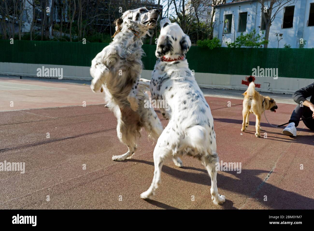 Dogs playing in the park Stock Photo - Alamy
