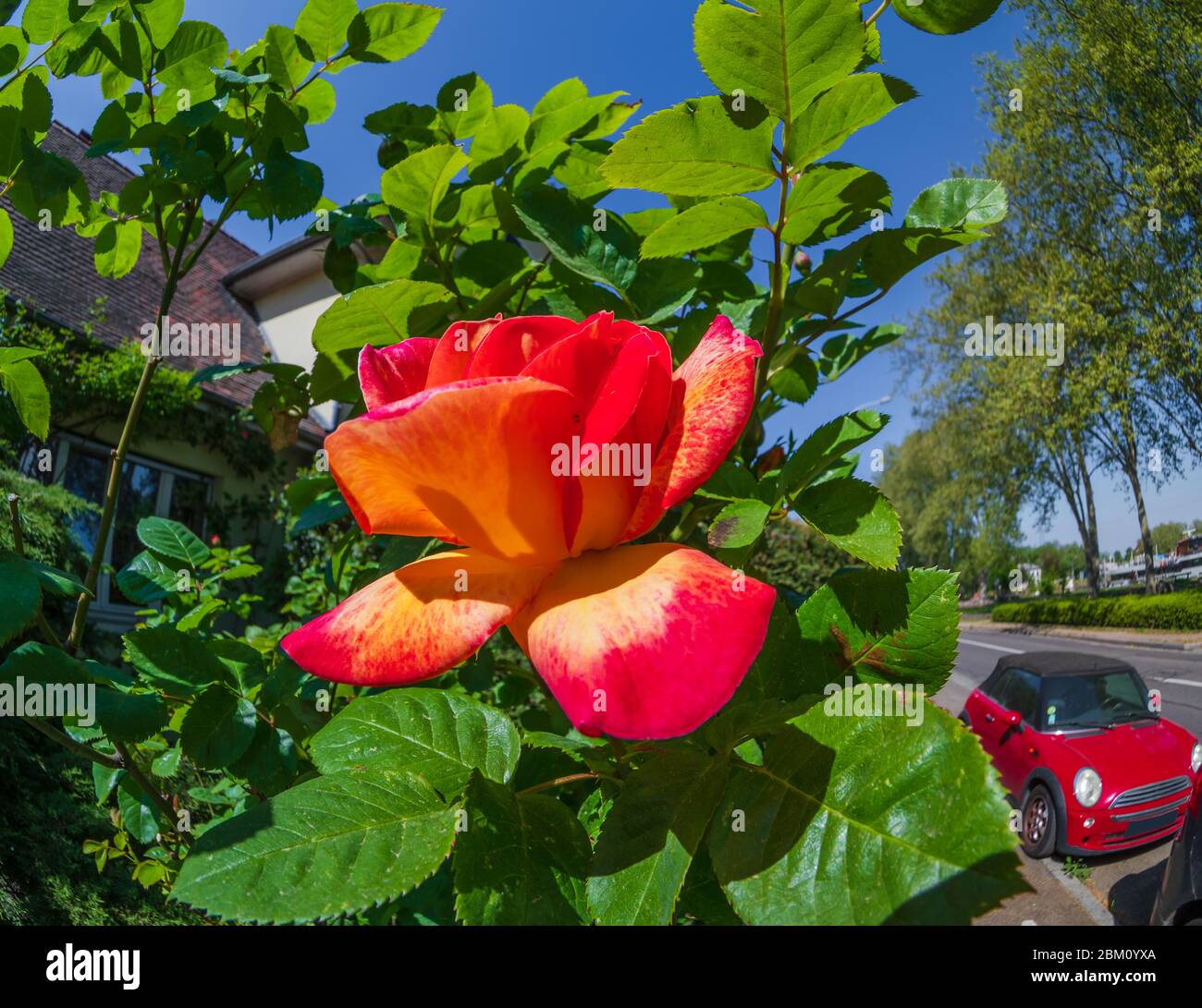 Stunningly beautiful red rose flowers in spring. Sunny weather. France ...