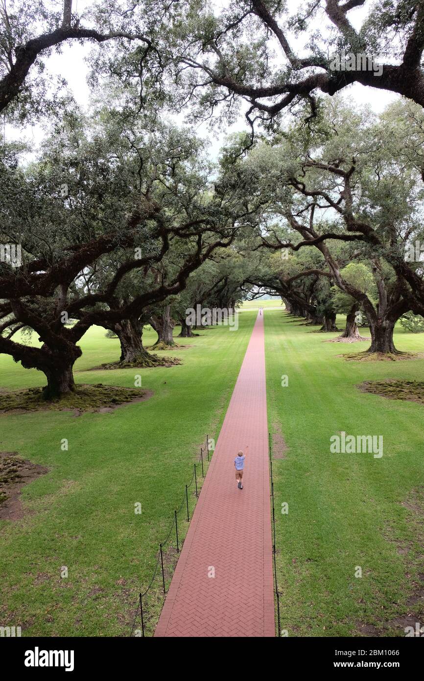 New orleans oak trees hi-res stock photography and images - Alamy