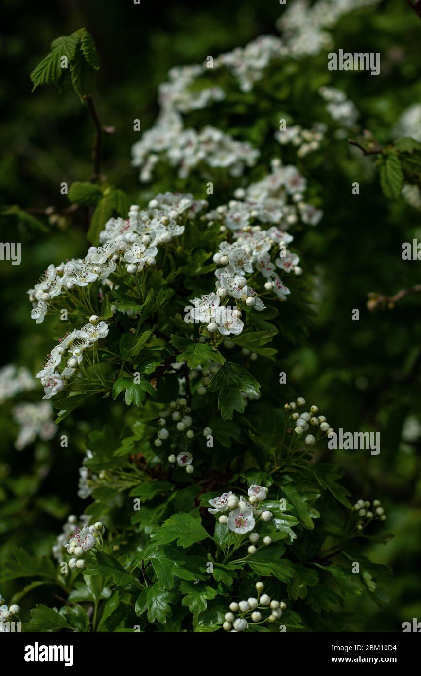 Hawthorn tree garden hi-res stock photography and images - Alamy