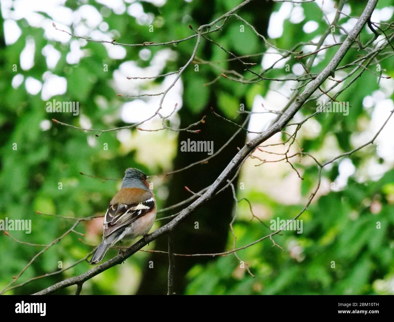 Singing chaffinch hi-res stock photography and images - Alamy