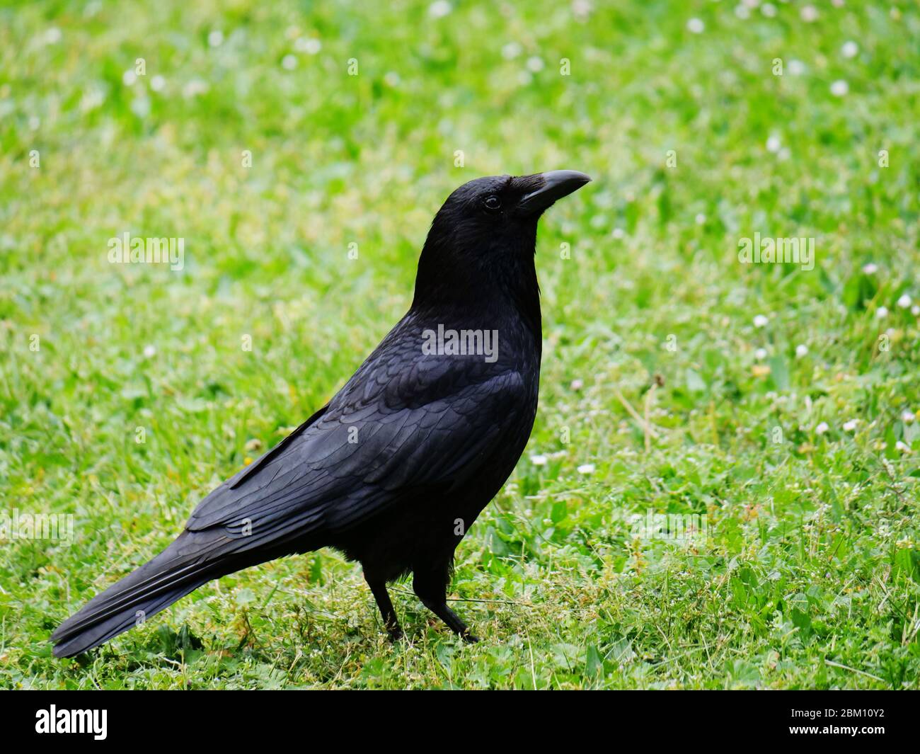 crow standing in grass looking at camera Stock Photo - Alamy