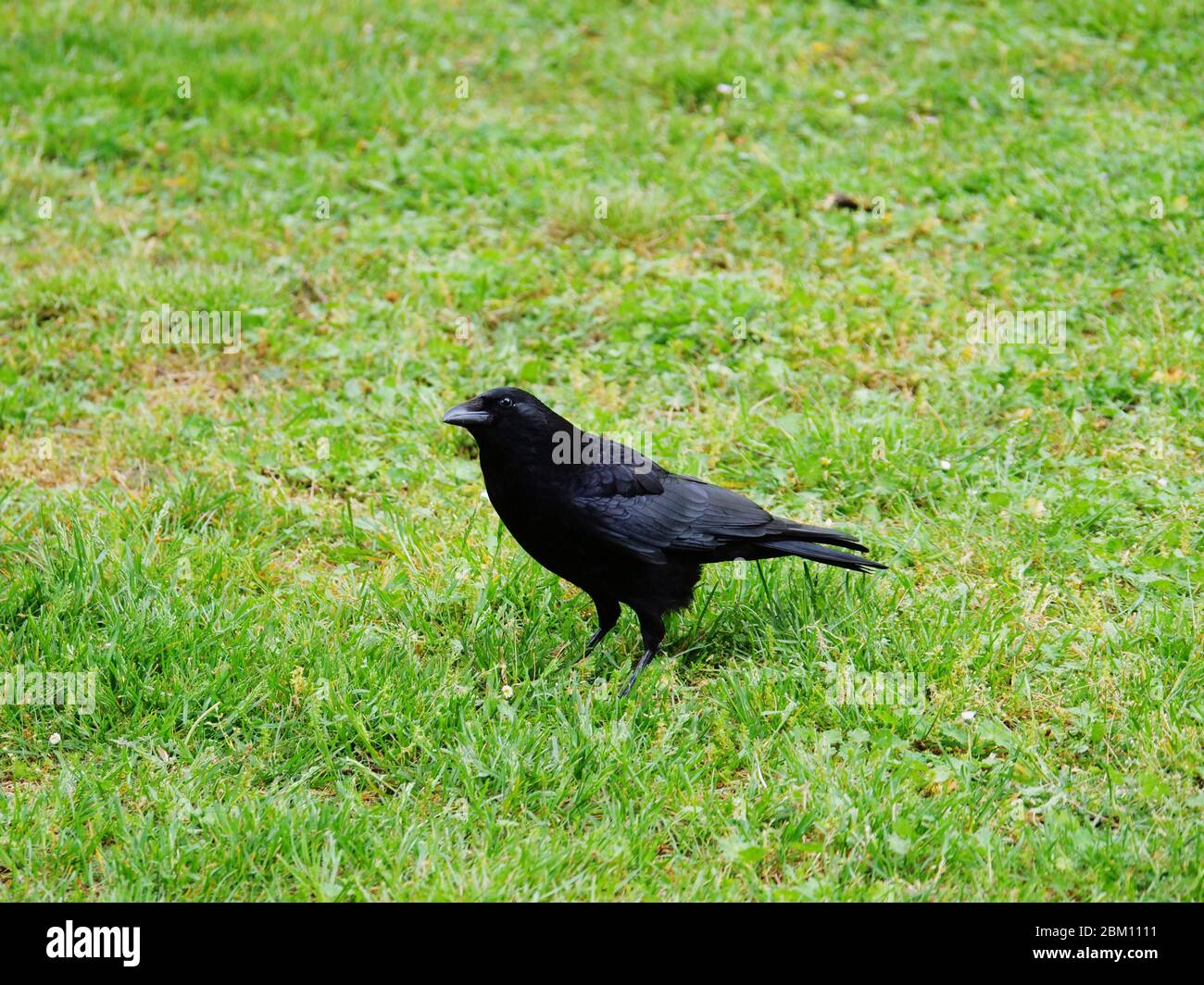 crow standing in grass looking at camera Stock Photo - Alamy