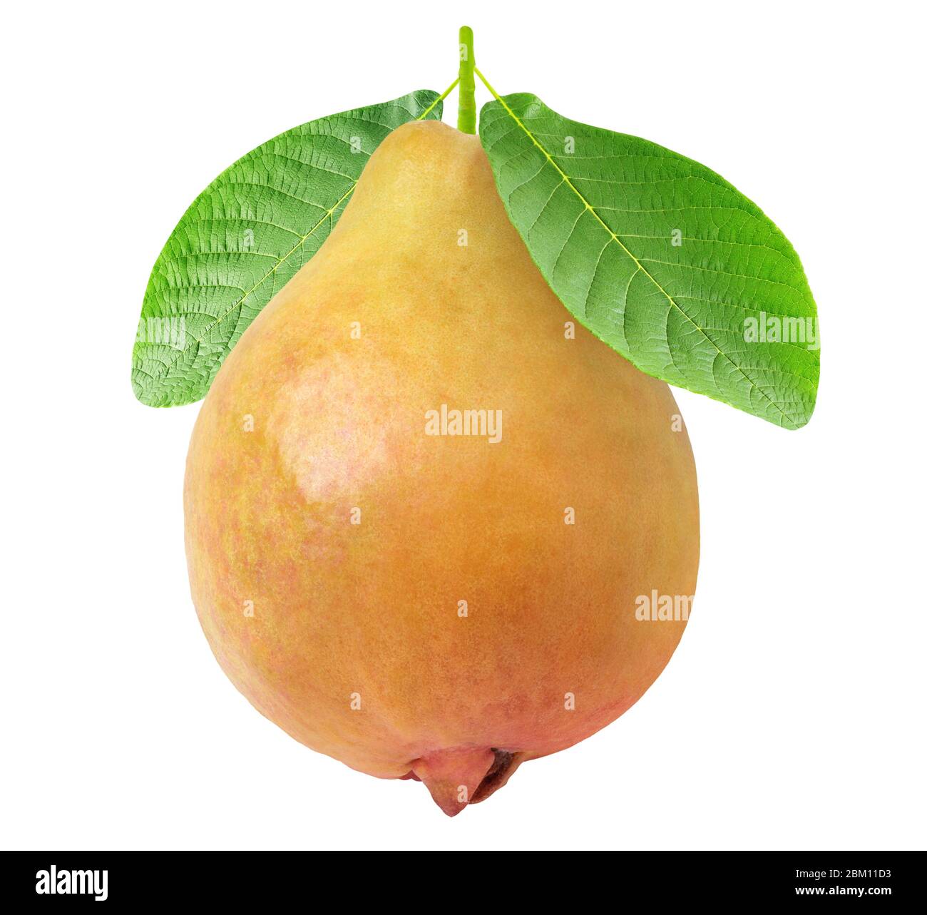 Guava fruit hi-res stock photography and images - Alamy