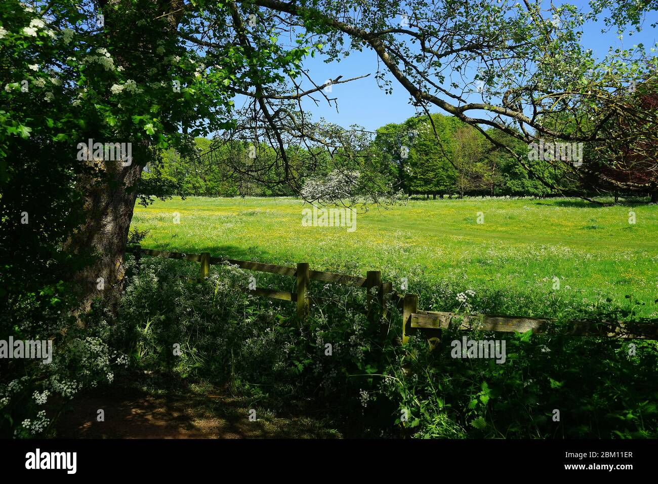 In shade of an old oak tree - Hertfordshire meadow in springtime Stock ...