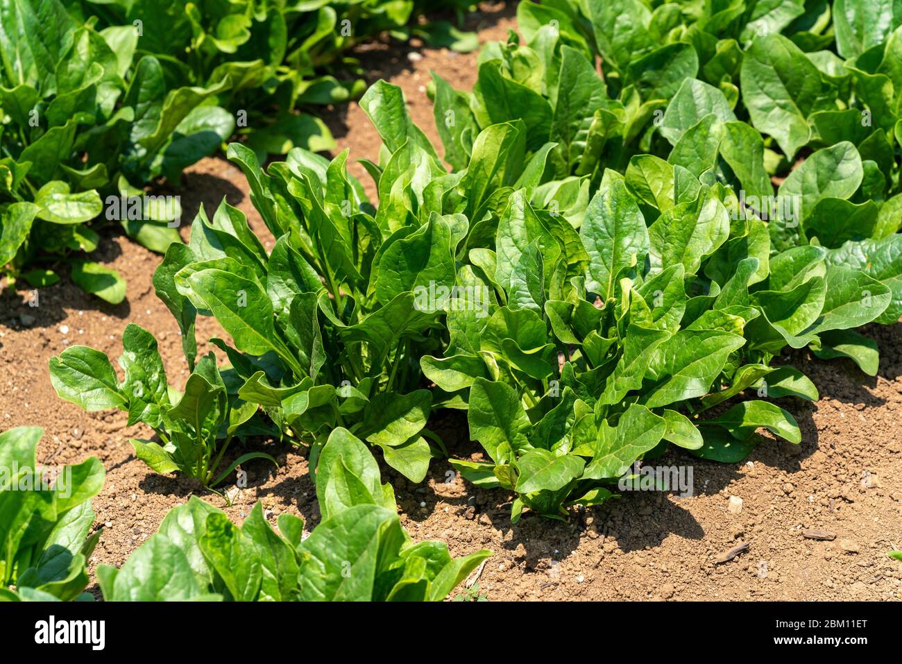 Agriculture spinacia oleracea farm hi-res stock photography and images ...