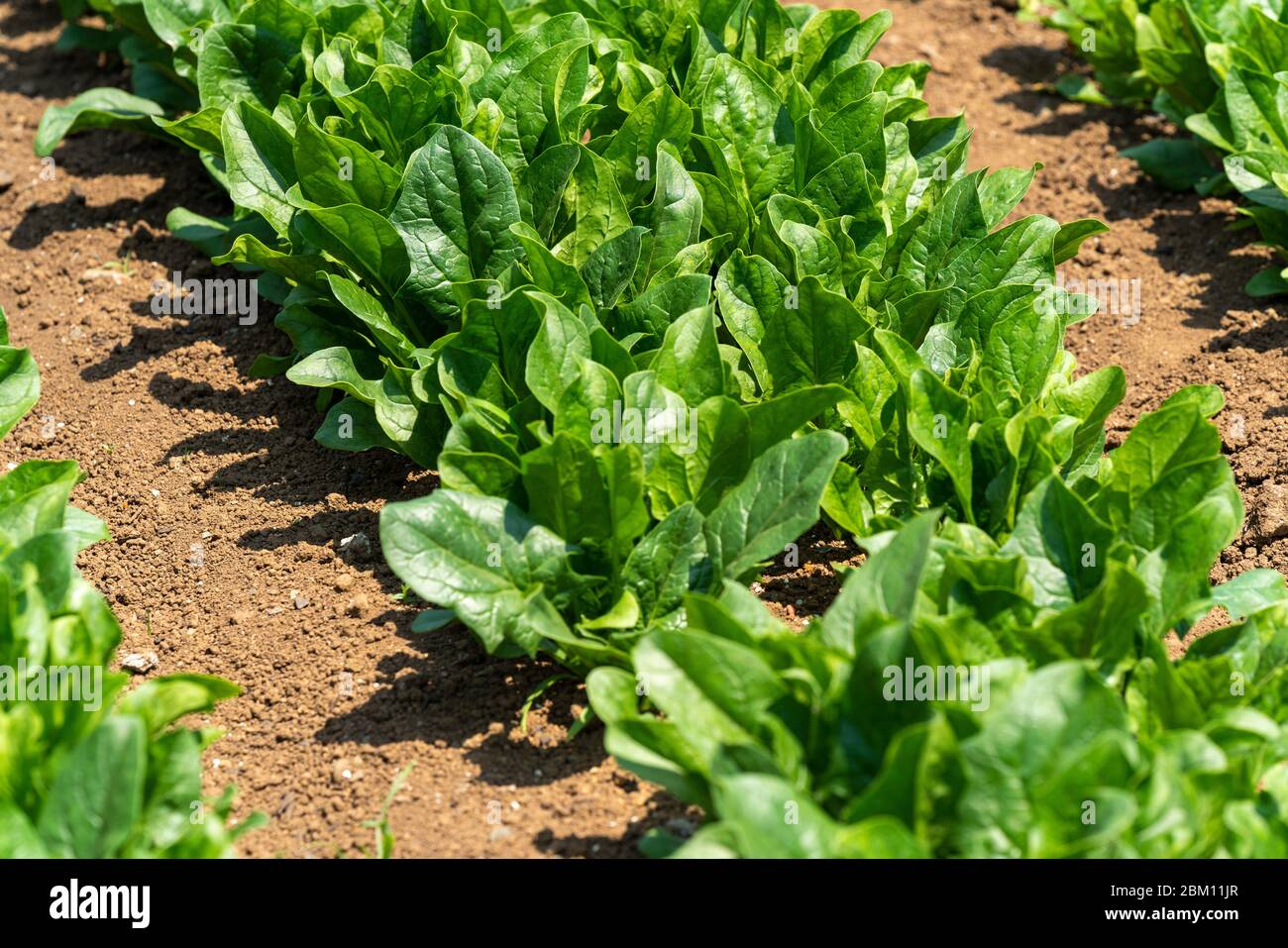 Spinach (Spinacia oleracea) farm, Isehara City, Kanagawa Prefecture ...