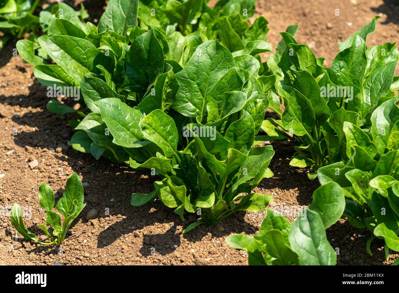 Spinach (Spinacia oleracea) farm, Isehara City, Kanagawa Prefecture ...