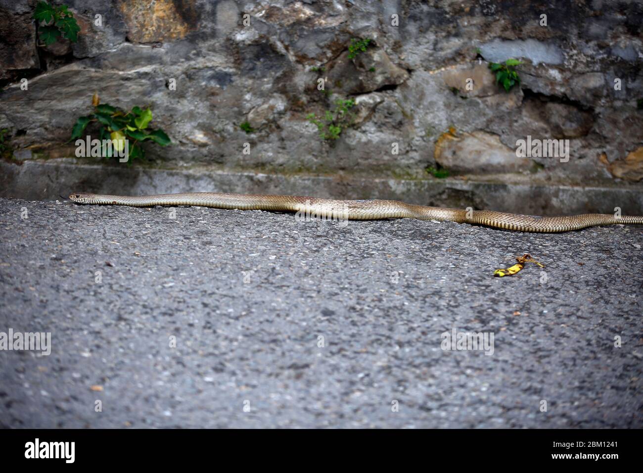 Kathmandu, Nepal. 6th May, 2020. A snake crawls along an empty road in ...
