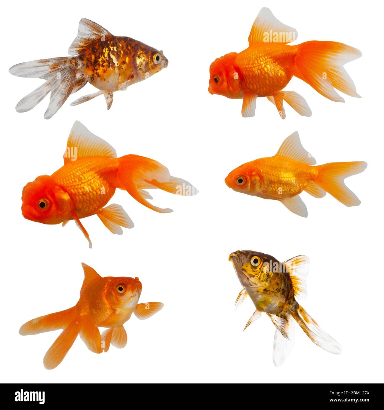 Six goldfish isolated on a white background Stock Photo - Alamy