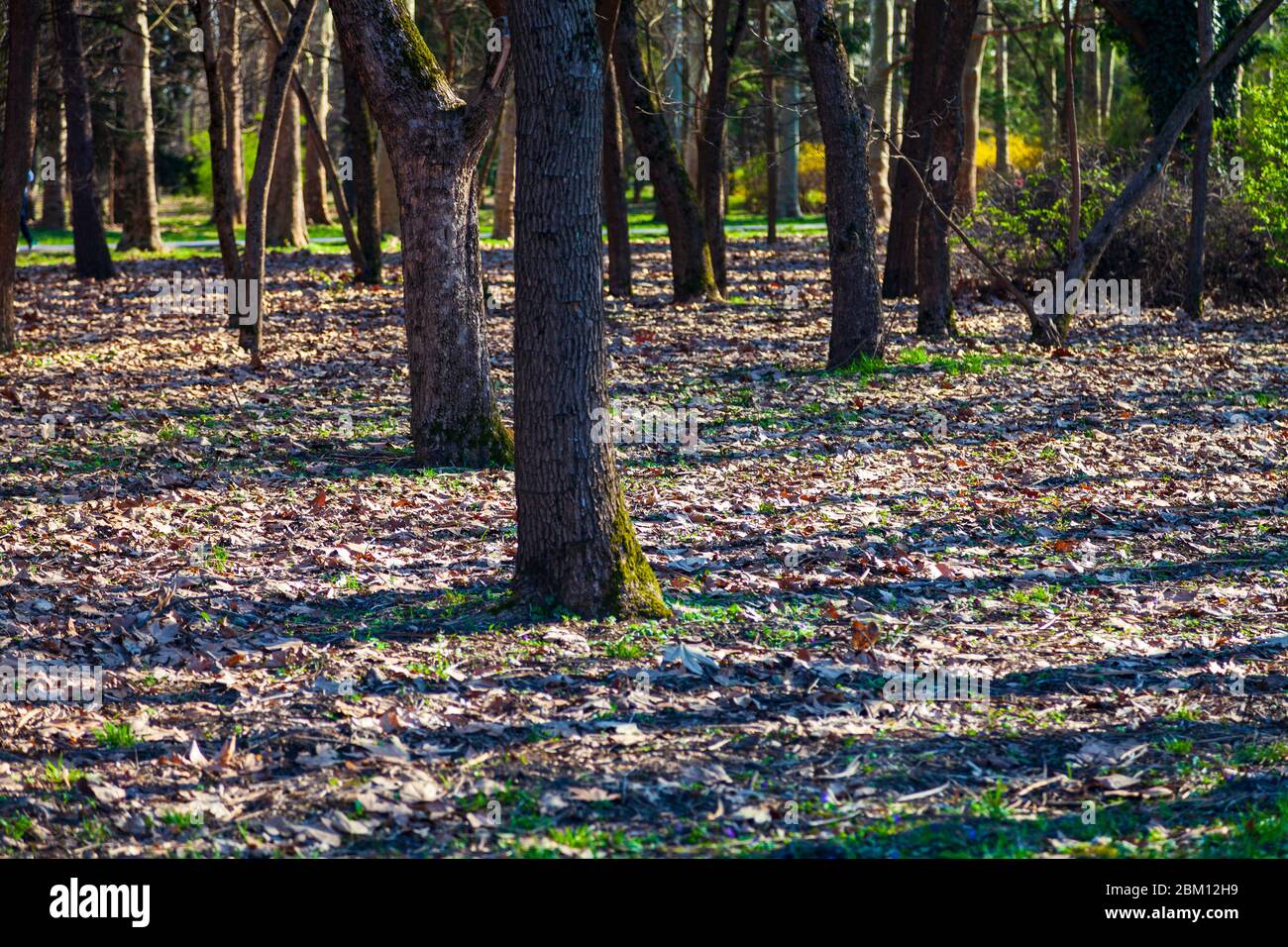 Spring landscape. Trunks of trees and land without grass Stock Photo ...