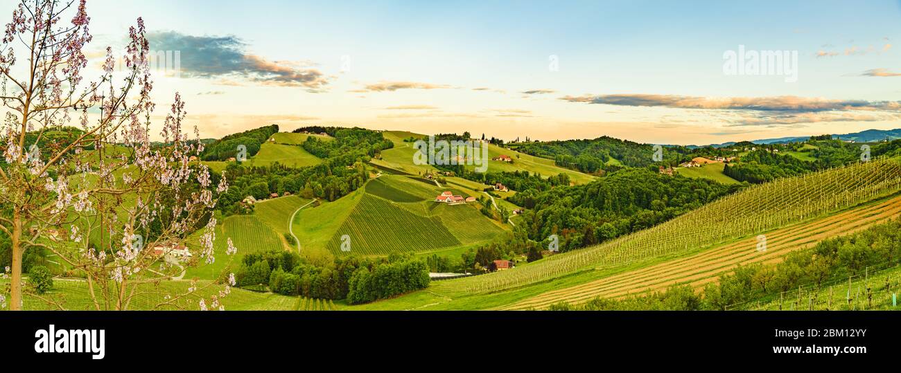 Panorama of vineyards hills in south Styria, Austria. Tuscany like ...