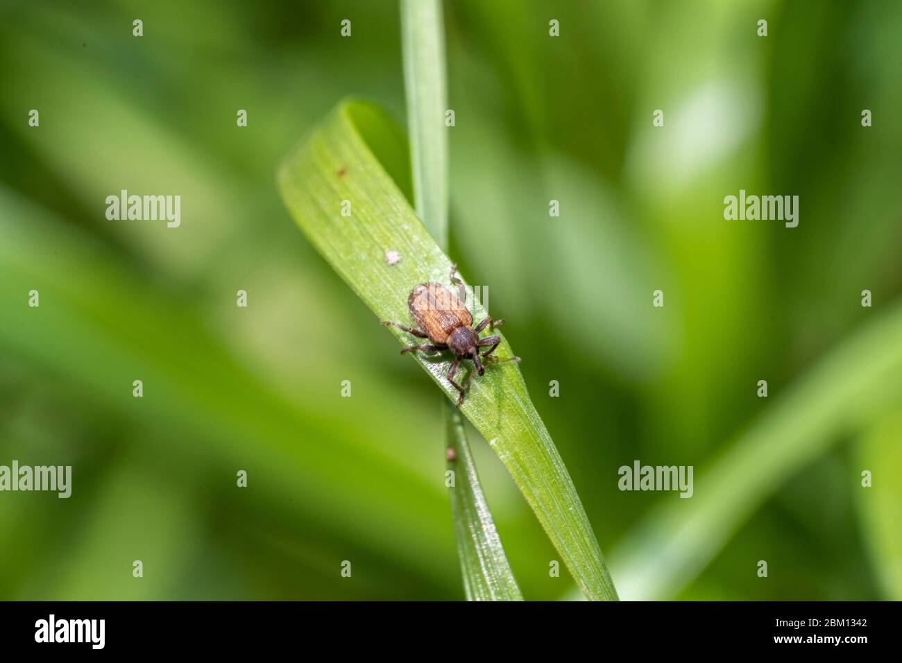 Japanese weevil hi-res stock photography and images - Alamy