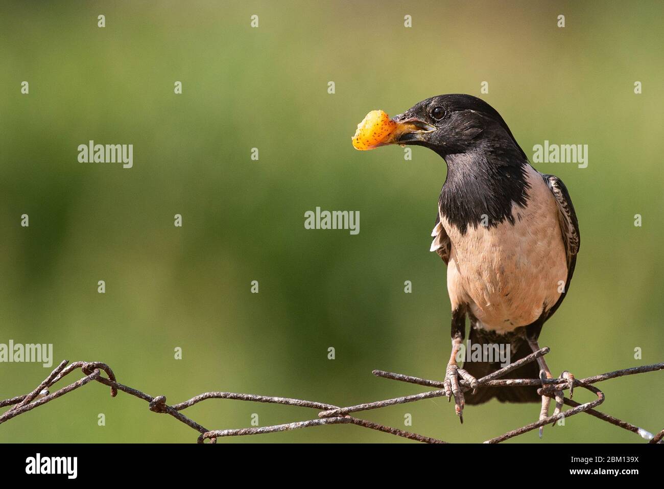 The rosy Starling (Sturnus roseus) standing on a rock with an open beak ...