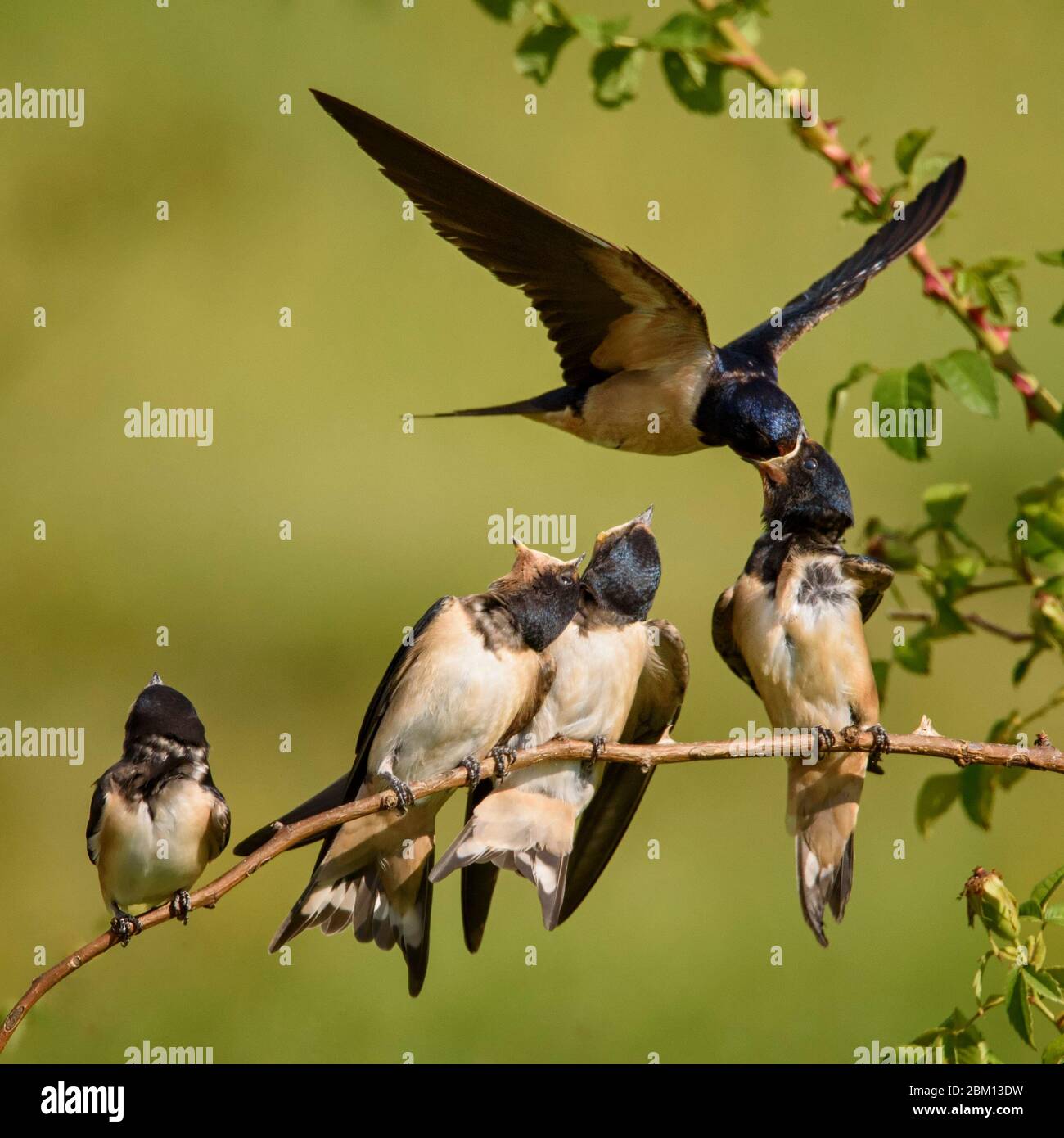 Barn swallow (Hirundo rustica). The barn swallow feeds one of its four ...