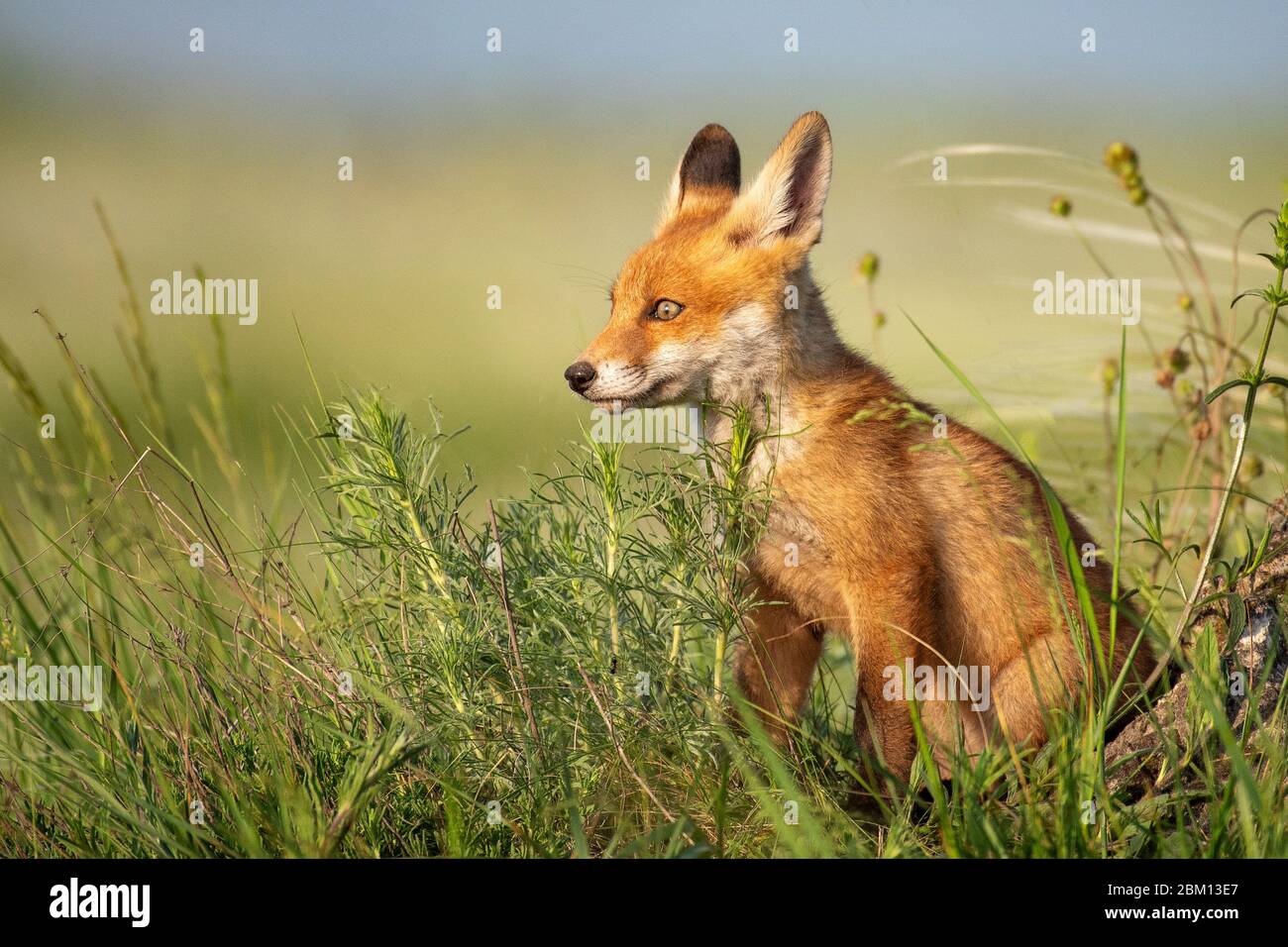 Russet fox hi-res stock photography and images - Alamy