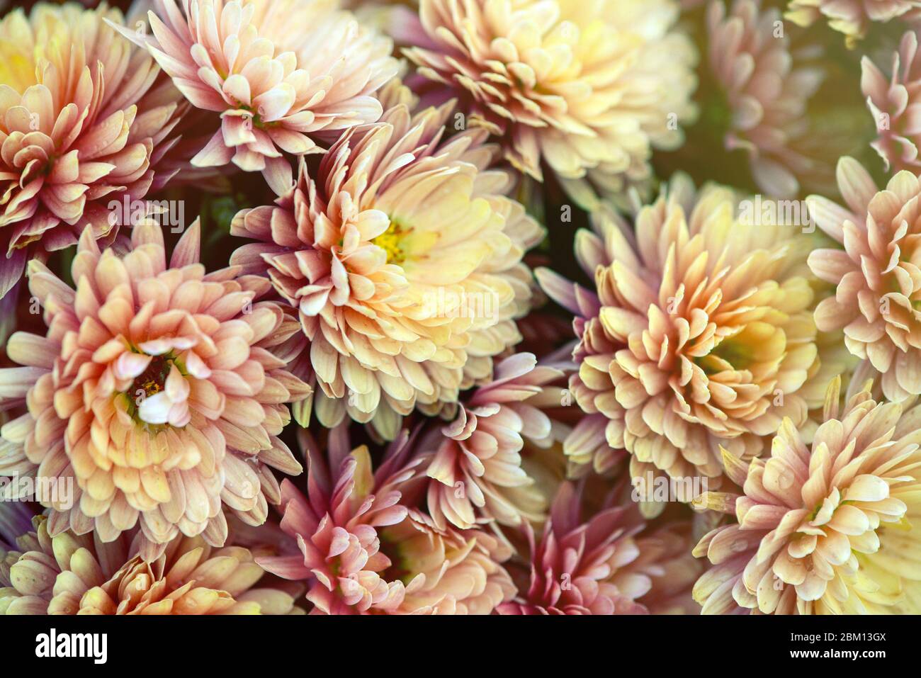 Vintage old flower backgrounds - vintage effect style pictures Stock ...