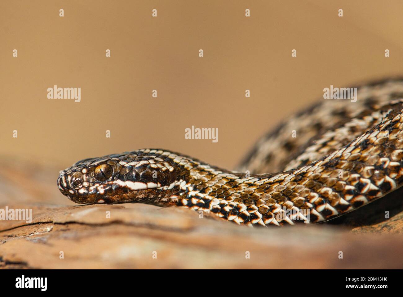 Steppe Viper, Vipera ursinii, poisonous snake close up Stock Photo - Alamy