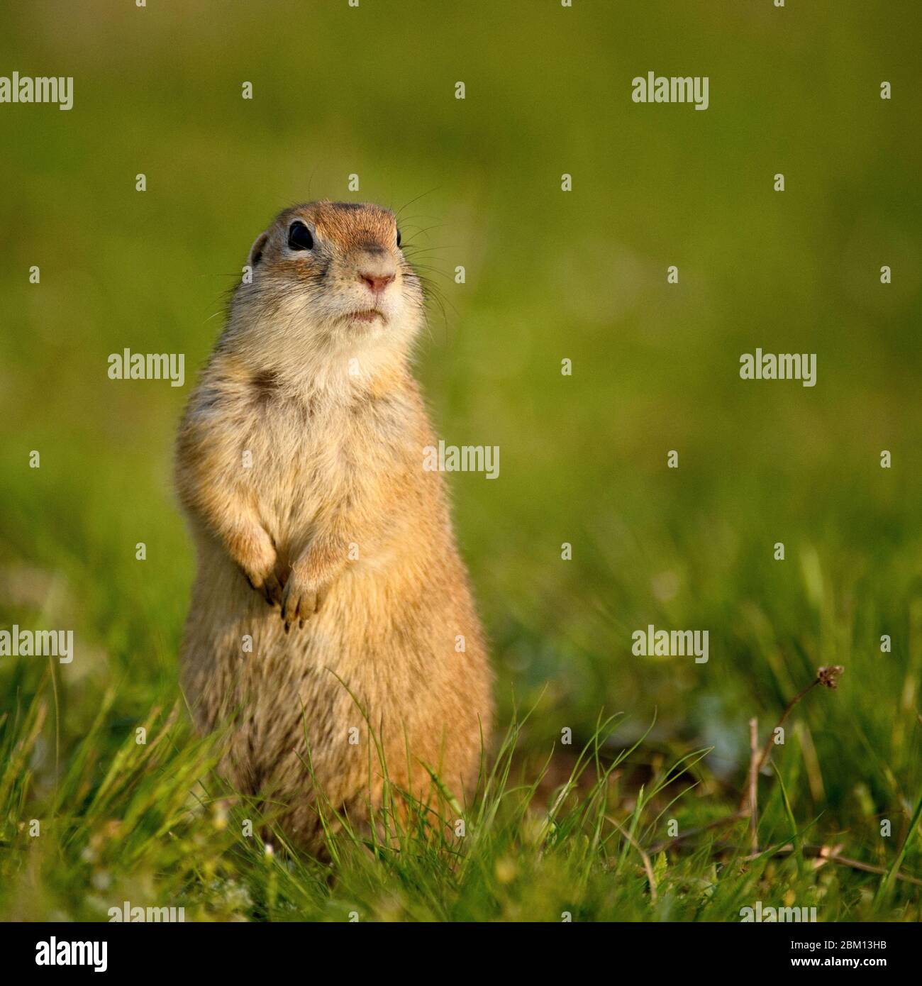 Ground squirrel (Spermophilus pygmaeus) standing in the grass Stock ...