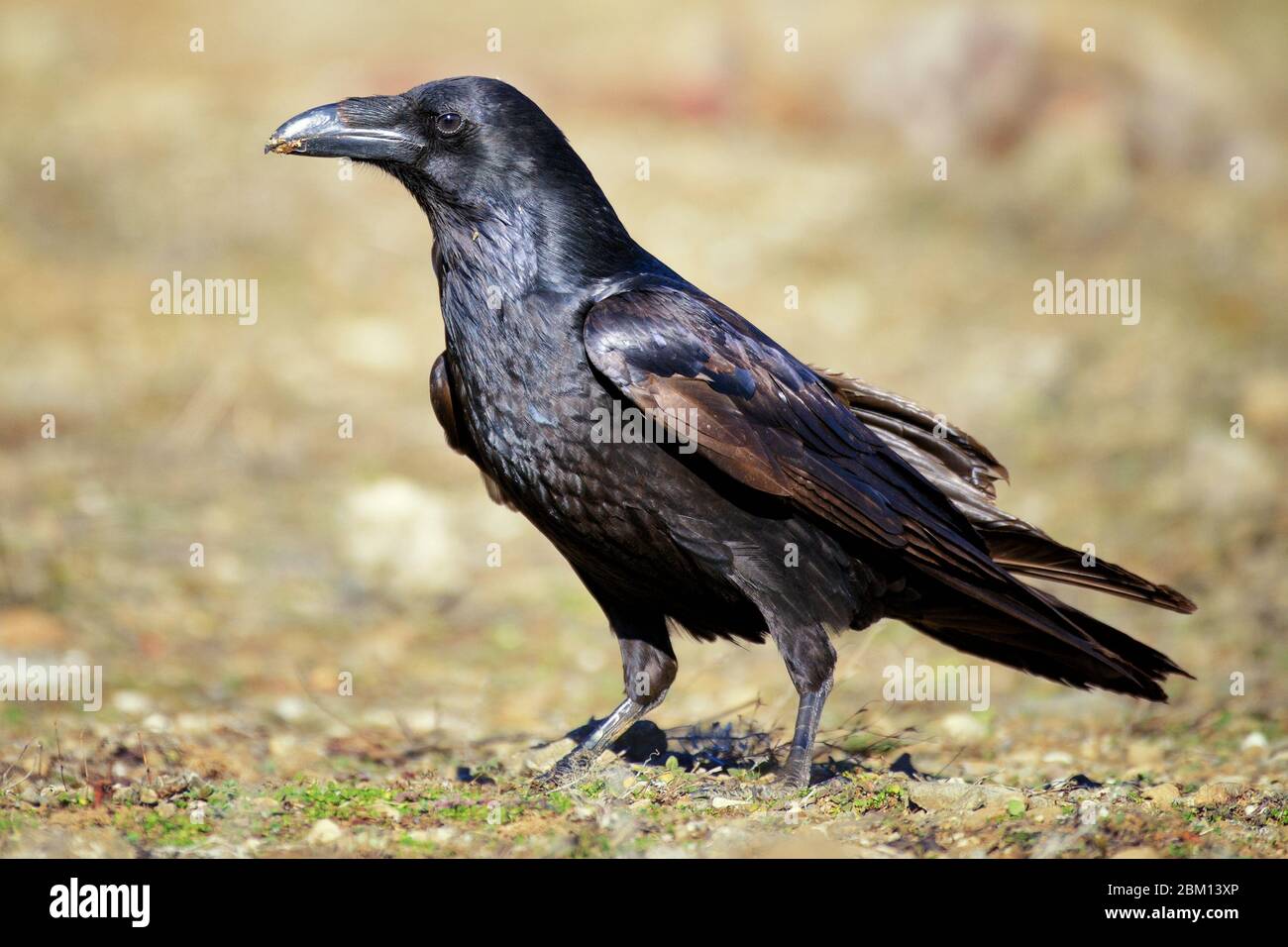 Crow landing on field hi-res stock photography and images - Alamy