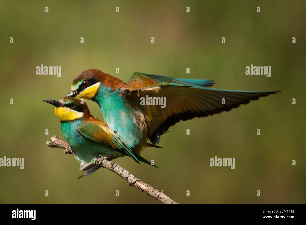 Beautiful birds paradise mating on hi-res stock photography and images ...