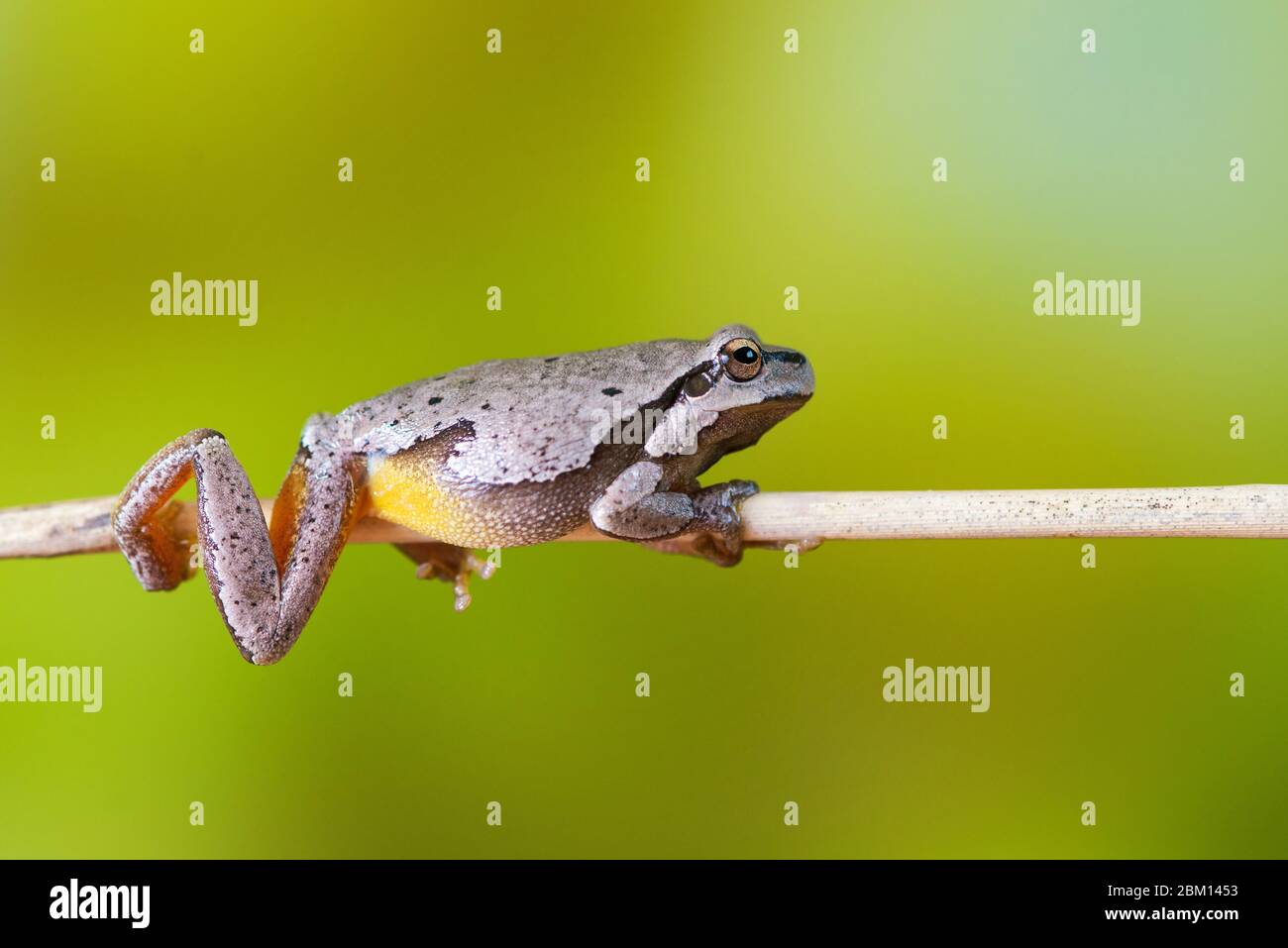 .European green tree frog (Hyla arborea) sitting on a branch of reed ...