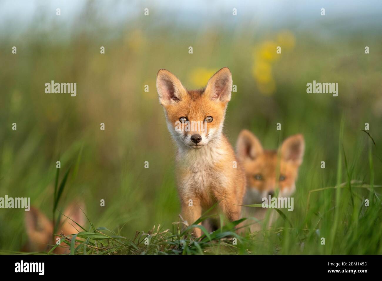 Little fox hi-res stock photography and images - Alamy